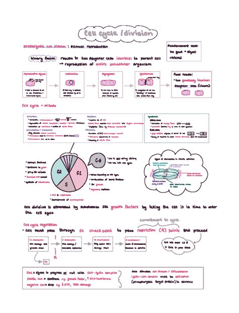 Cell Cycle Summary Notes Cut Begood Signal Ion Results In