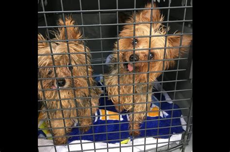 劣悪な環境で犬を飼育し販売していた夫婦。歯は腐り、目は炎症によって光を失った犬などが発見される。 Petfun 動物やペットに関する情報サイト