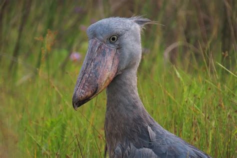 Uganda Birds Gorillas And Chimpanzees 2025 Trip Report Eagle Eye Tours