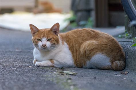 早朝から苦行 一日一猫