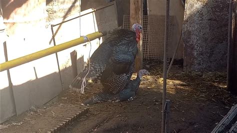 Turkeys Matingbeautiful Youtube