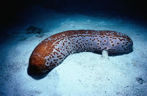 Diagram Of Sea Cucumber Sea Cucumber