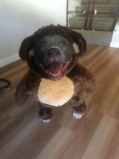 My Silly Sweet Handsome Bubbie🥹 R Pitbulls