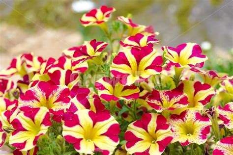 꽃 자연 접사 힐링 배경화면 사진이미지일러스트캘리그라피 빛과그림작가