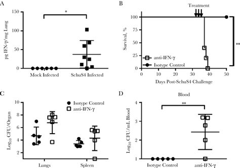 Interferon Gamma Ifn γ Is Necessary For Maintaining Protection During