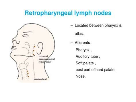 Lymph And Lymphatic System
