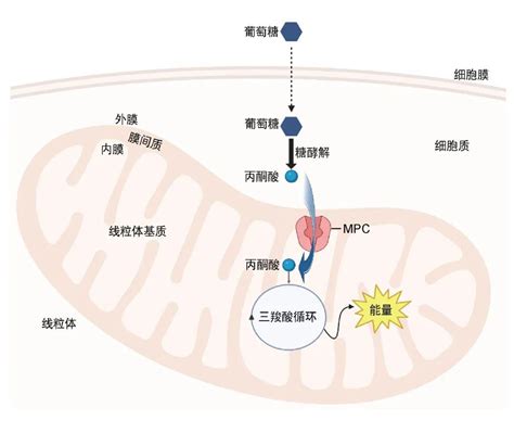 厉害！西湖大学今日nature 知乎