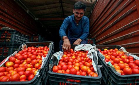 Tomato Prices Expected To Fall After Higher Supplies From Maharashtra Mp