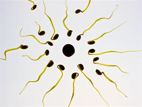Sperm Egg Cell Fertilization Sex Free Photo On Pixabay Pixabay