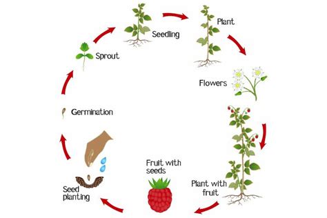 Life Cycle Of A Raspberry Plant On A White Background