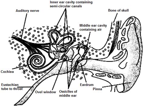 Icse Solutions For Class 10 Biology The Nervous System And Sense Organs Artofit