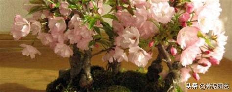 盆栽日本櫻花怎麼養 每日頭條
