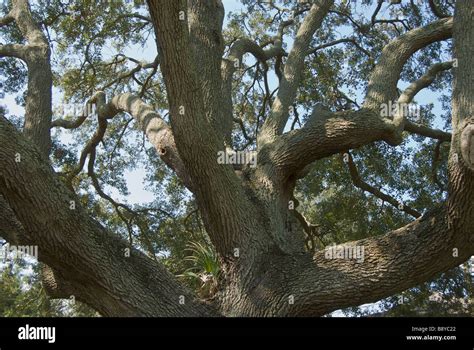 Tree Limbs Hi Res Stock Photography And Images Alamy