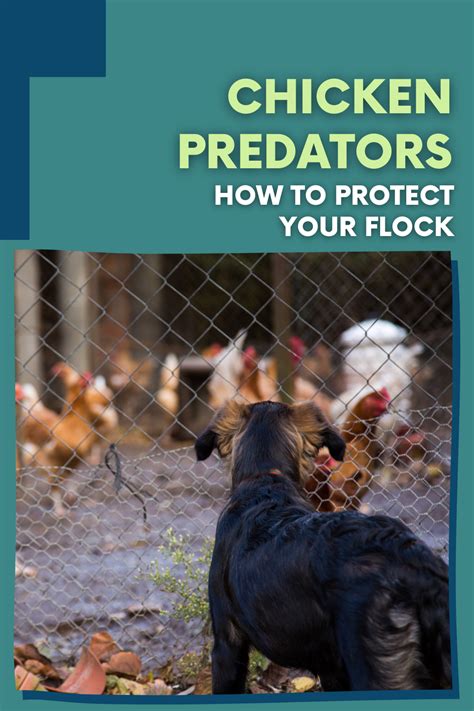 How To Protect Chickens From Predators Artofit