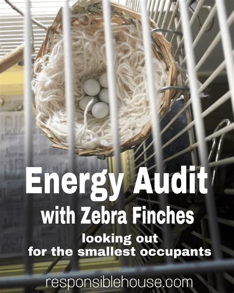Energy Audit With Zebra Finches Responsible House