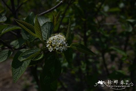 Viburnum Lantana Mohican
