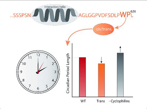 Context And Time The C Terminal Conformational Switch Flanking A Download Scientific