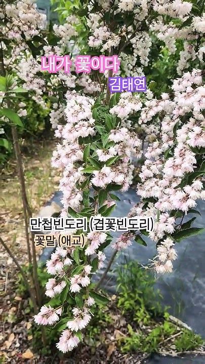 만첩은 꽃잎이 겹겹이 피기에 빈도리는 줄기가 비어 있으며 말발도리와 비슷하다고 만첩빈도리 내가꽃이다 김3태연 Youtube