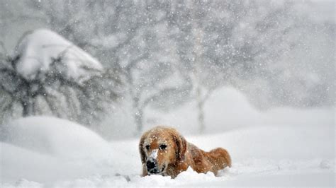 Жълт код за виелици и обилни снеговалежи в Румъния Новини бг