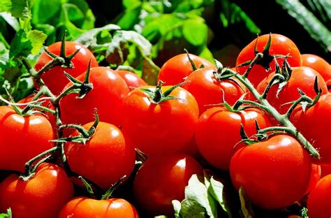 Beneficios De Comer Tomate Ahw