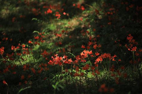夏の楽園Ⅱ By 風花の街 （id：8028551） 写真共有サイトphotohito