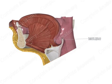 Epiglottis Diagram