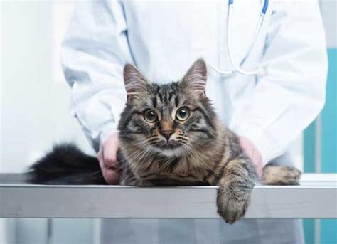 Pimobendan Appears Useful in Cats, Too | PetMD