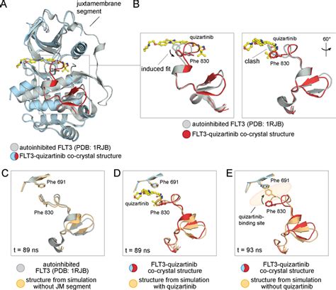 An Induced Fit Of The Activation Loop Of Flt3 With Quizartinib Download Scientific Diagram