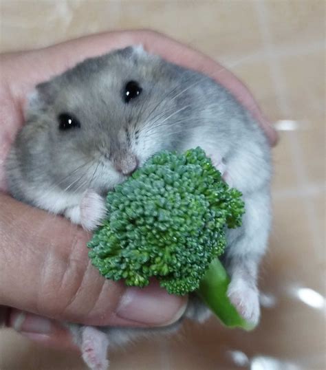 ブロッコリーの頭頂蕾を収穫 農園ときどき猫 楽天ブログ