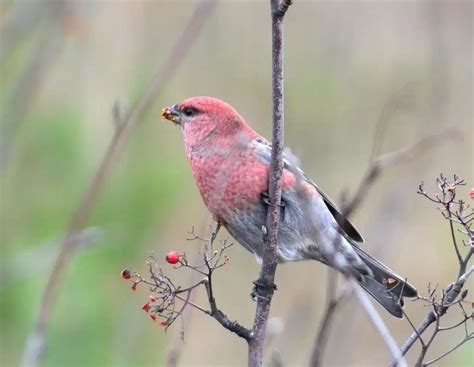 Types Of Red Birds Pictures And Identification