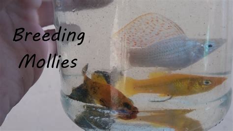 How To Breed Molly Fish And Other Livebearers Youtube
