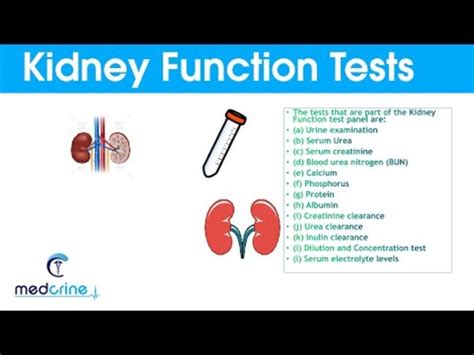 Understanding Bun Creatinine Ratio Importance Normal Off