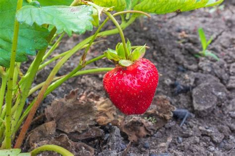 Erdbeerpflanze Wilde Erdbeerbüsche Erdbeeren Im Wachstum Im Garten