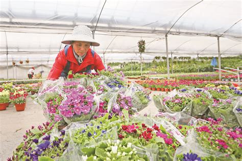 南花卉生产基地的花农们忙着花卉生产供应市场