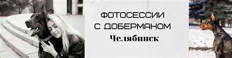 Доберман Загер| Челябинск | Модель для фотосессии Бонапарт Наполеон ...