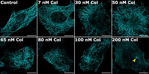 Single Molecule Super Resolution Imaging Dstorm Of Mts In Hela Cells Download Scientific
