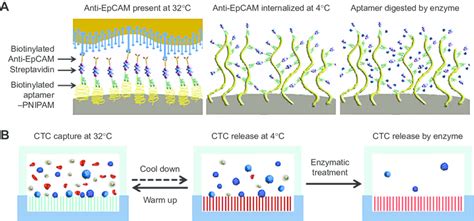 A Schematic Diagram Of The Capture And Release Of Ctcs From The Download Scientific Diagram