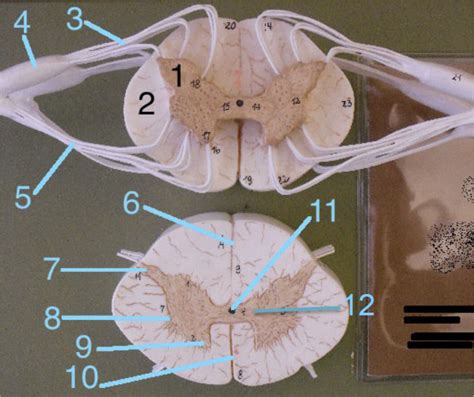 Spinal Cord Model A P Lab Diagram Quizlet