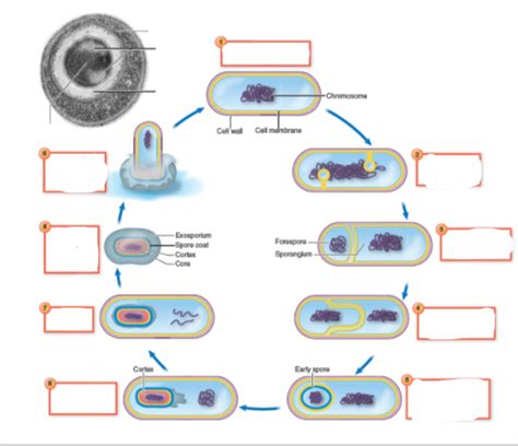 Bacteria Spore Germination Process Diagram Quizlet