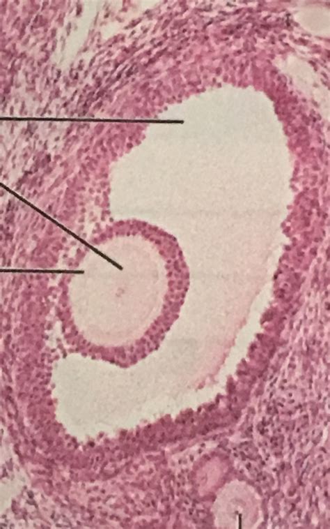 Lab Histology 27 Diagram Quizlet