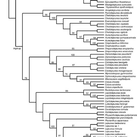 Strict Consensus Of 45 Equally Parsimonious Trees Based On The Combined
