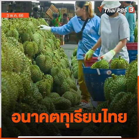 Thai Pbs ไทยพีบีเอส อนาคต ทุเรียนไทย กรมวิชาการเกษตรประเมินว่า ในฤดูกาลผลไม้ภาคตะวันออก ปี