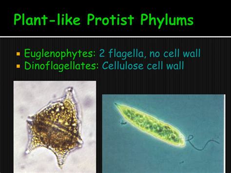 Ppt Pathogens Powerpoint Presentation Free Download Id1900059