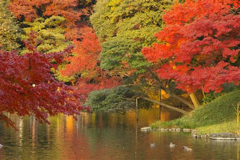 『東京でも素晴らしい紅葉が見れます！～小石川後楽園～』水道橋 東京 の旅行記・ブログ By Canさん【フォートラベル】