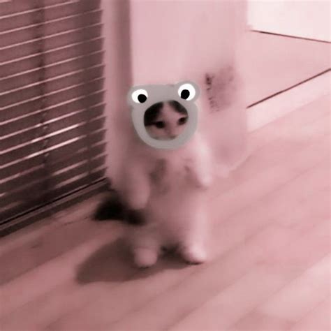 430 Ideas De Pollito Pio Pollito Pio Pollito Bts Chibi