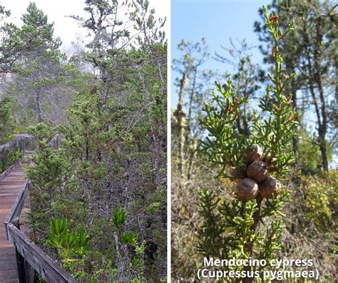 22 Types Of Cypress Trees With Pictures Identification Symbolism