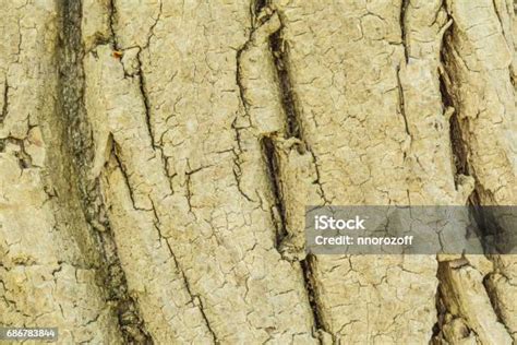아주 오래 된 나무의 껍질의 질감 0명에 대한 스톡 사진 및 기타 이미지 0명 갈색 거친 Istock