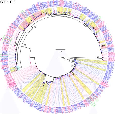 100 Replicate Ml Bootstrap Analysis Of 156 Pif Like Cdna Transposase Download Scientific