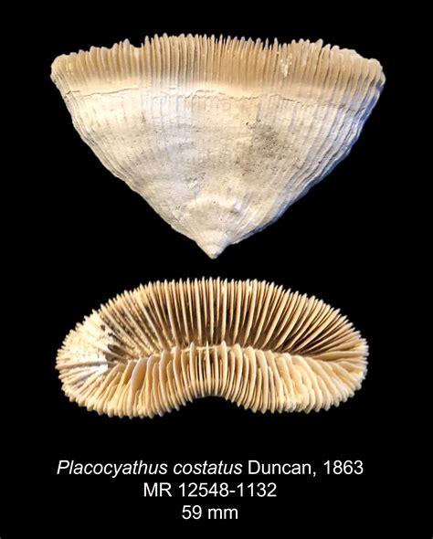 Corals Collections The Fossil Forum