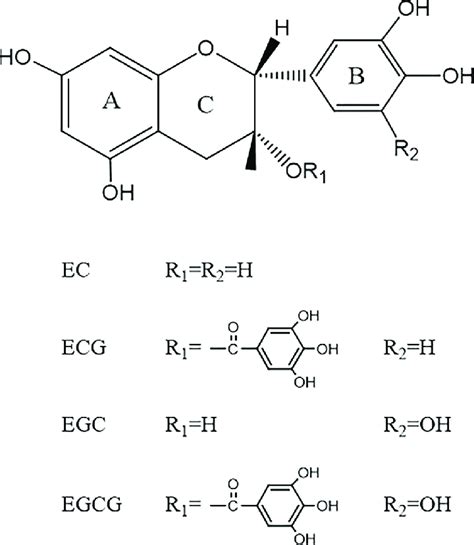 Chemical Structures Of The Main Catechin Components In Green Tea